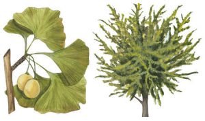 Nature’s 10 Most Powerful Medicinal Plants and the Science Behind Them ...